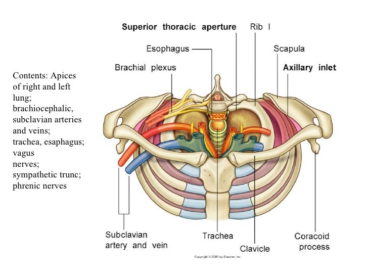 Lecture 1 thoracic wall