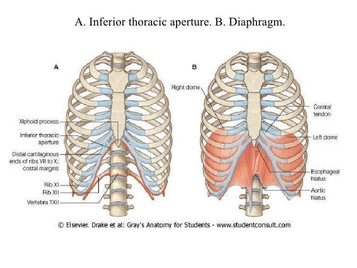 Lecture 1 thoracic wall
