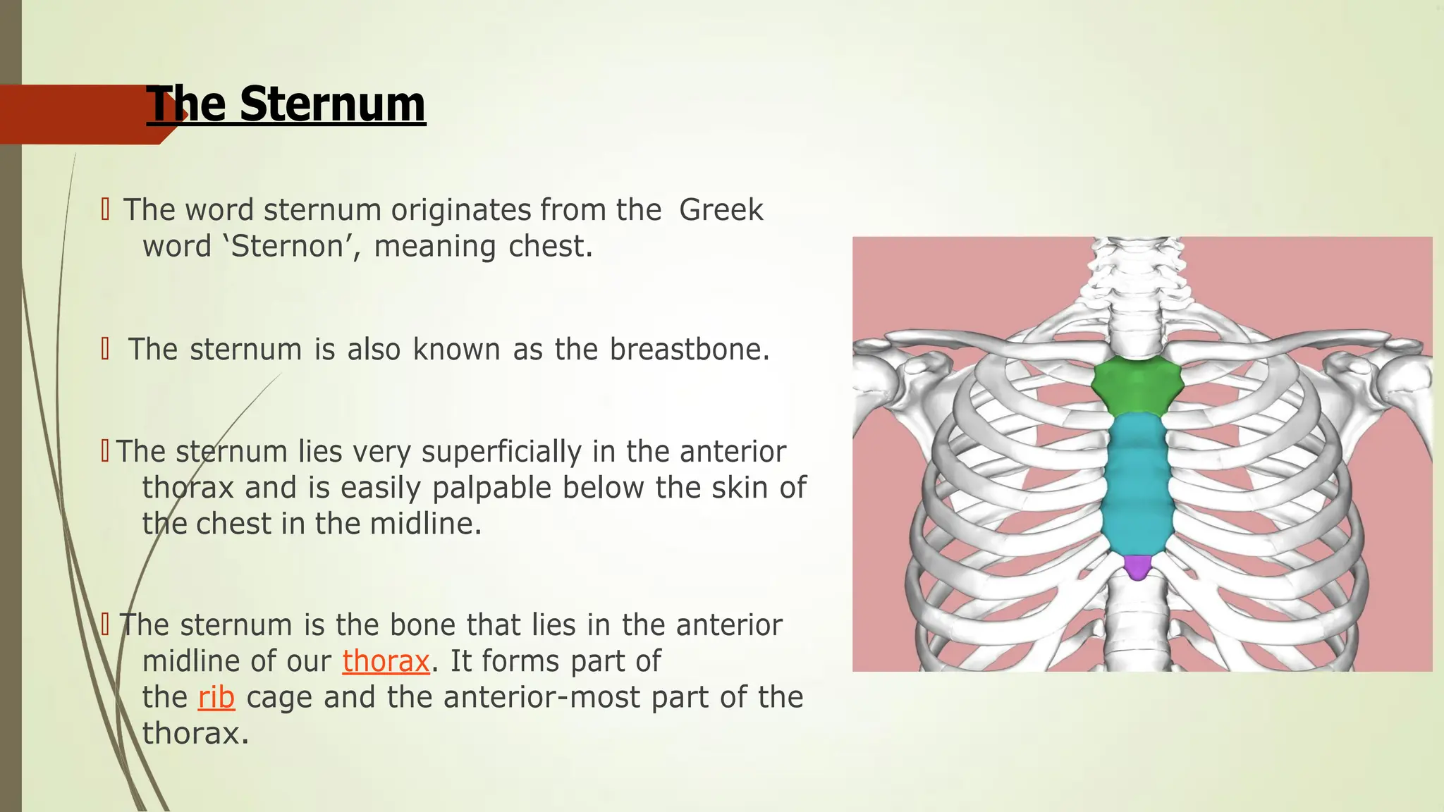Lecture 1 Thorax osteology and ribs and muscles.pdf