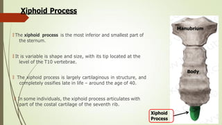 Lecture 1 Thorax osteology and ribs and muscles.pdf