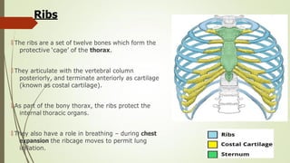 Lecture 1 Thorax osteology and ribs and muscles.pdf