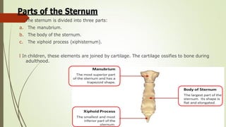 Lecture 1 Thorax osteology and ribs and muscles.pdf