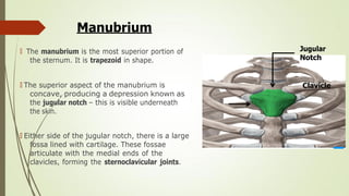 Lecture 1 Thorax osteology and ribs and muscles.pdf