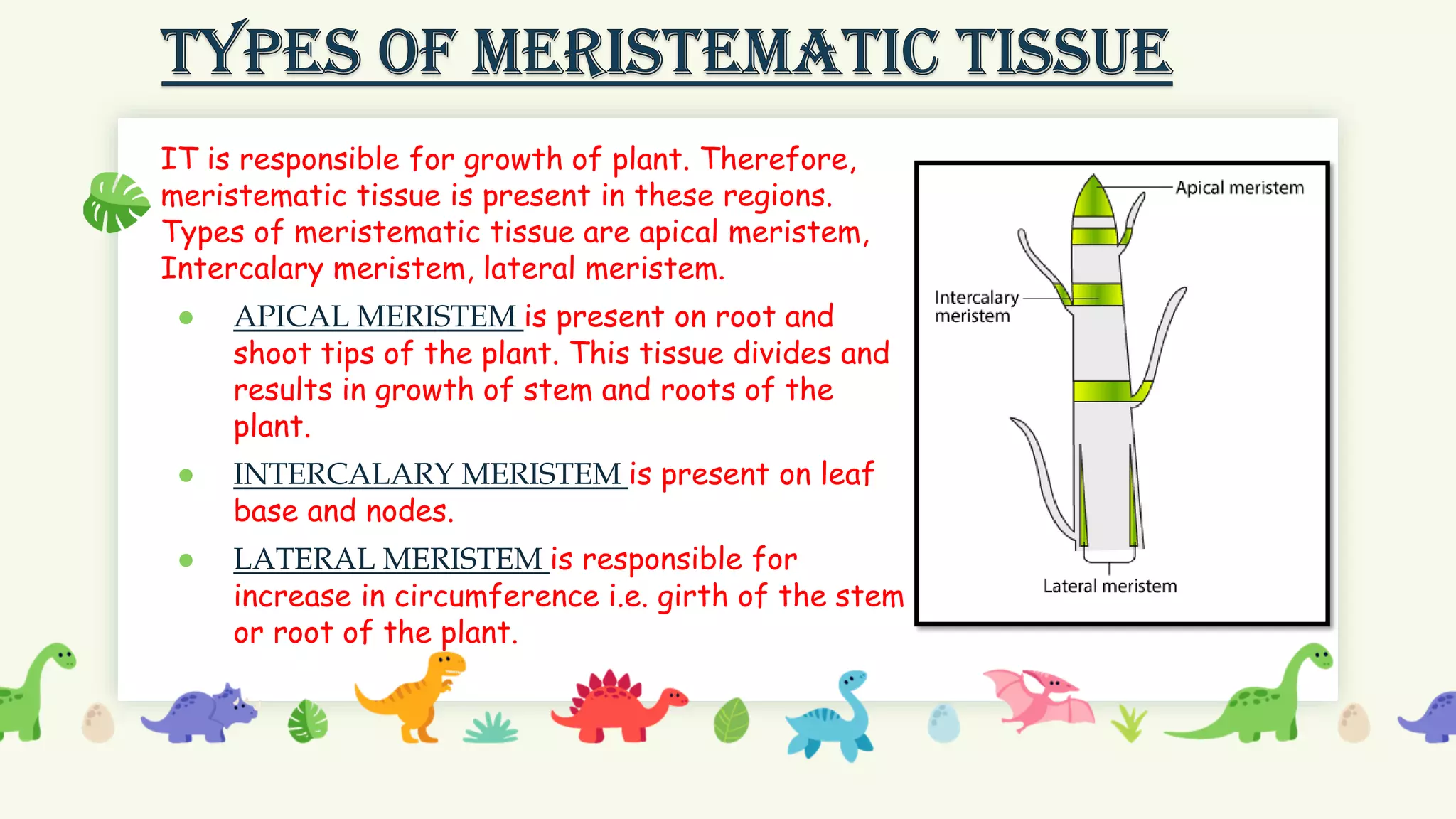Meristematic tissue | PDF