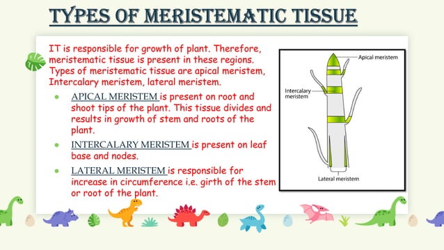 Meristematic tissue