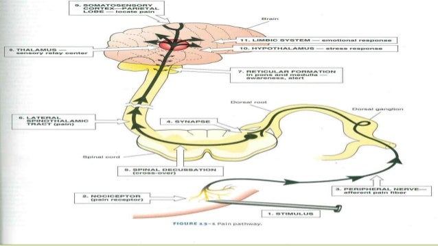 Pain & Theories of Pain