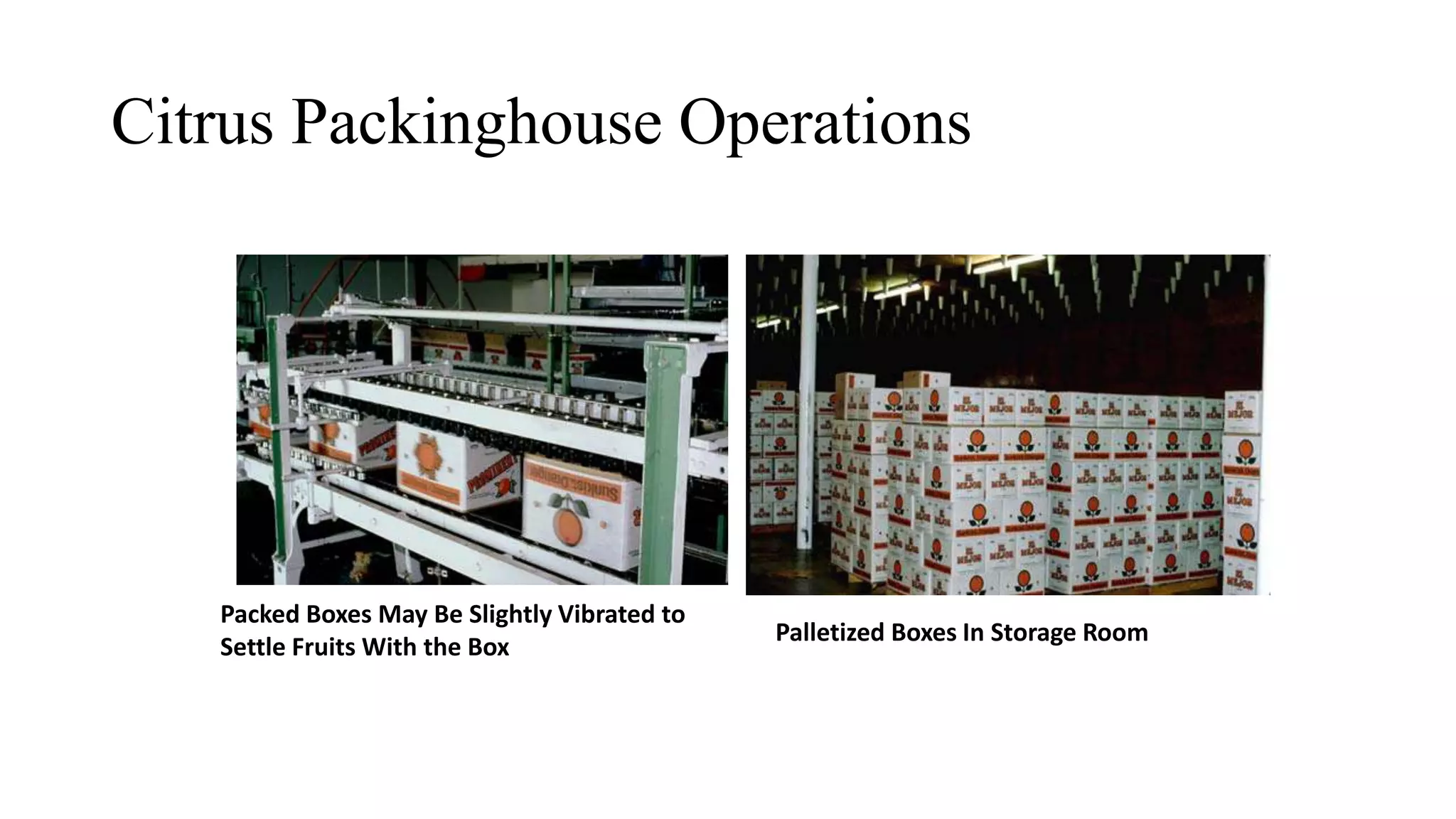 Citrus | PPTX