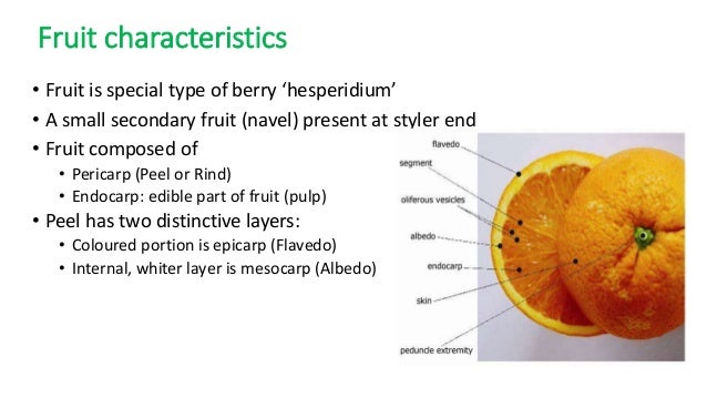What Are The Parts Of A Citrus Fruit