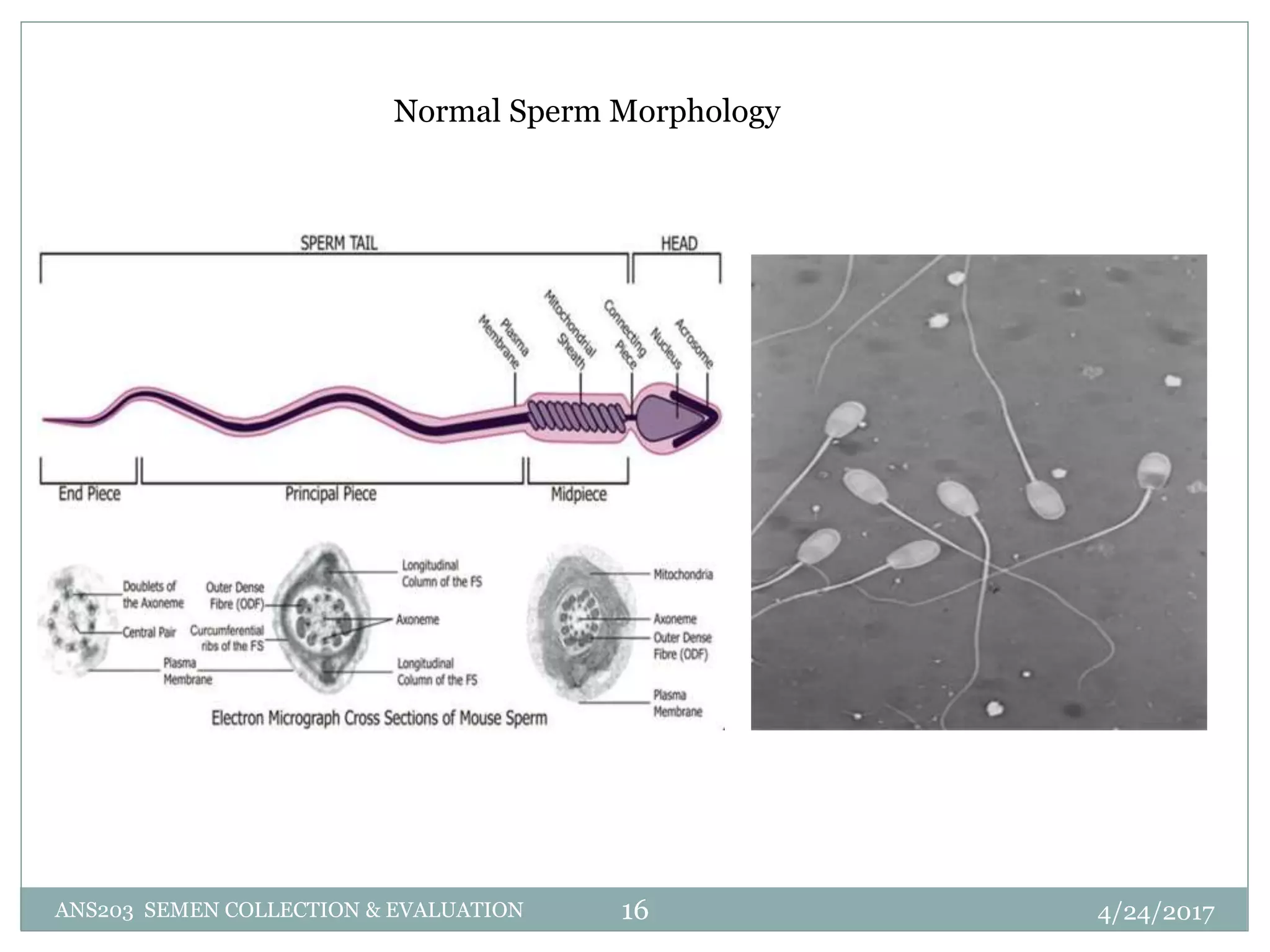 Lecture 2. semem collection lecture 2 & 3 | PPTX
