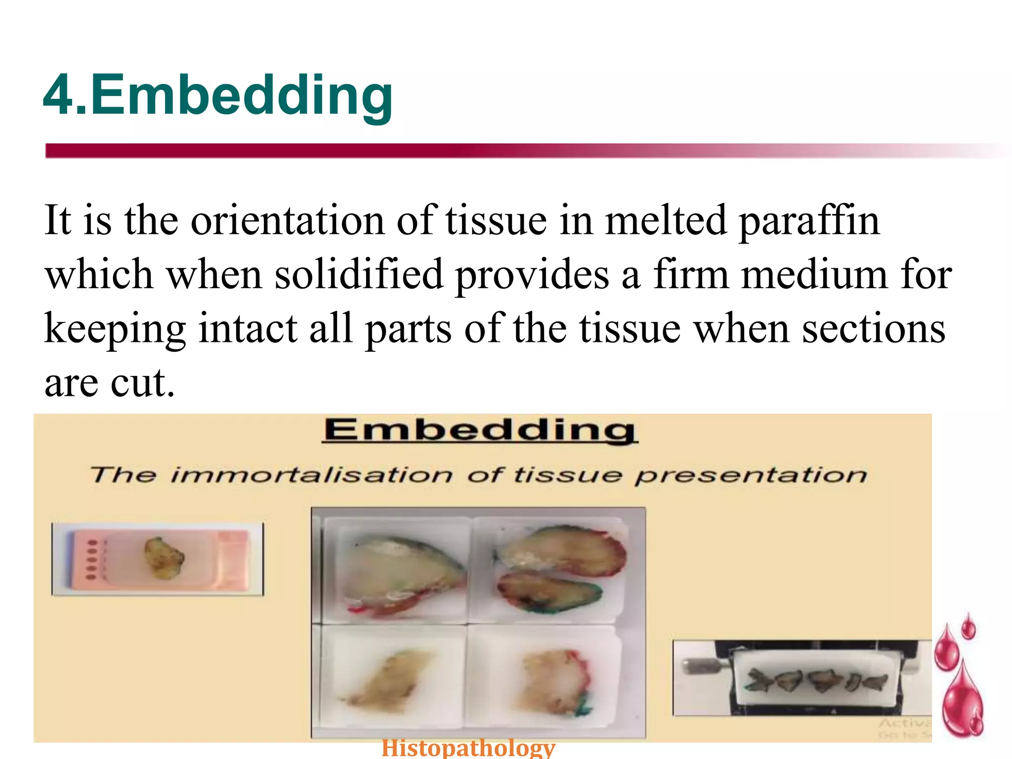 Lecture 2. tissue processing | PPTX