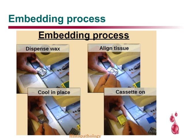 Lecture 2. tissue processing | PPTX