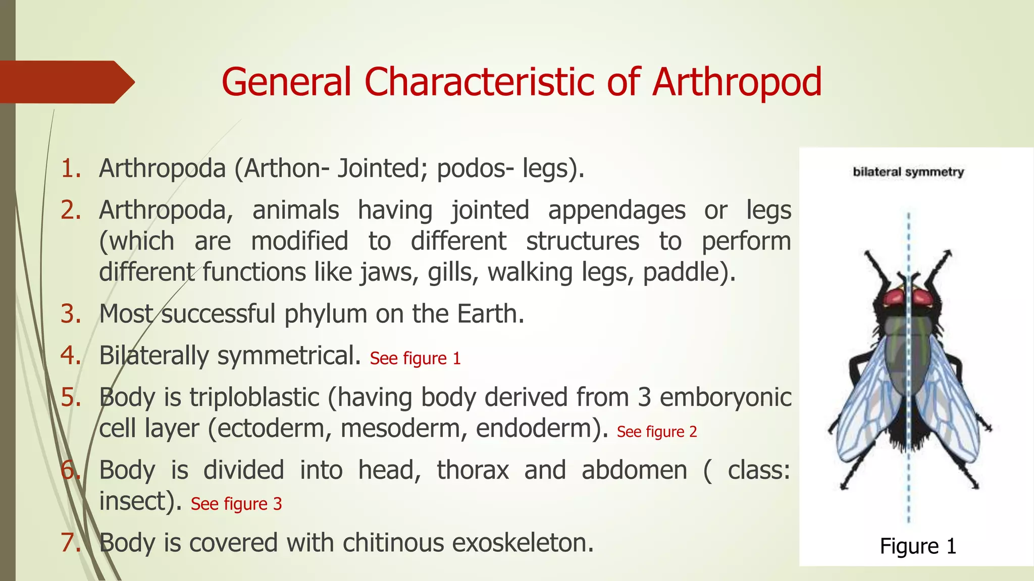 Classification of Insect | PPTX