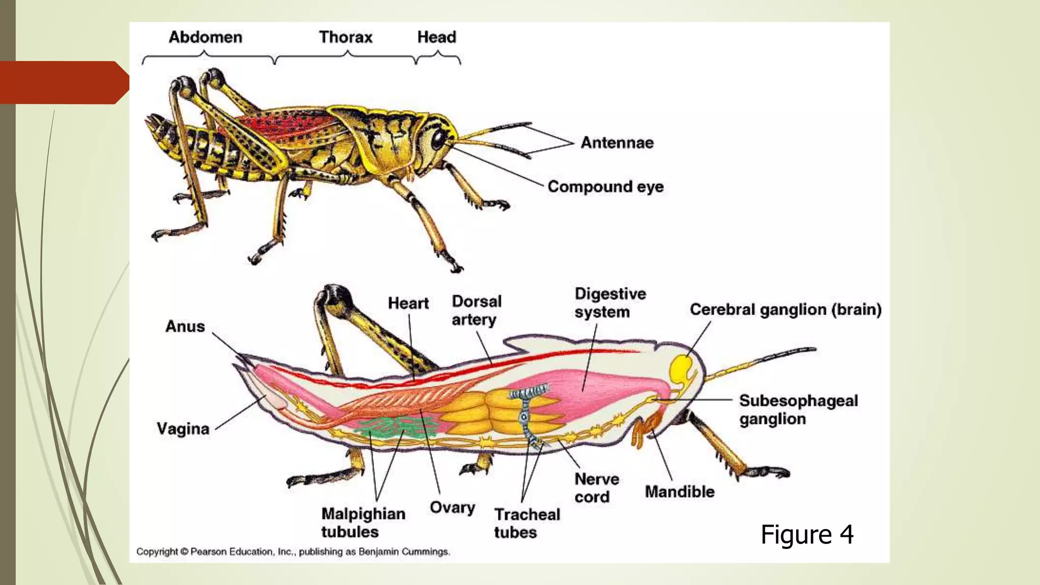 Classification of Insect | PPTX
