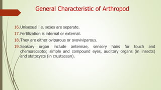 Classification of Insect | PPTX