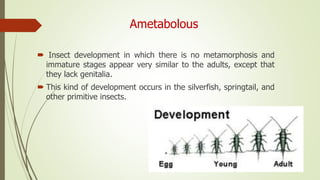 Classification of Insect | PPTX