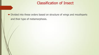 Classification of Insect | PPTX