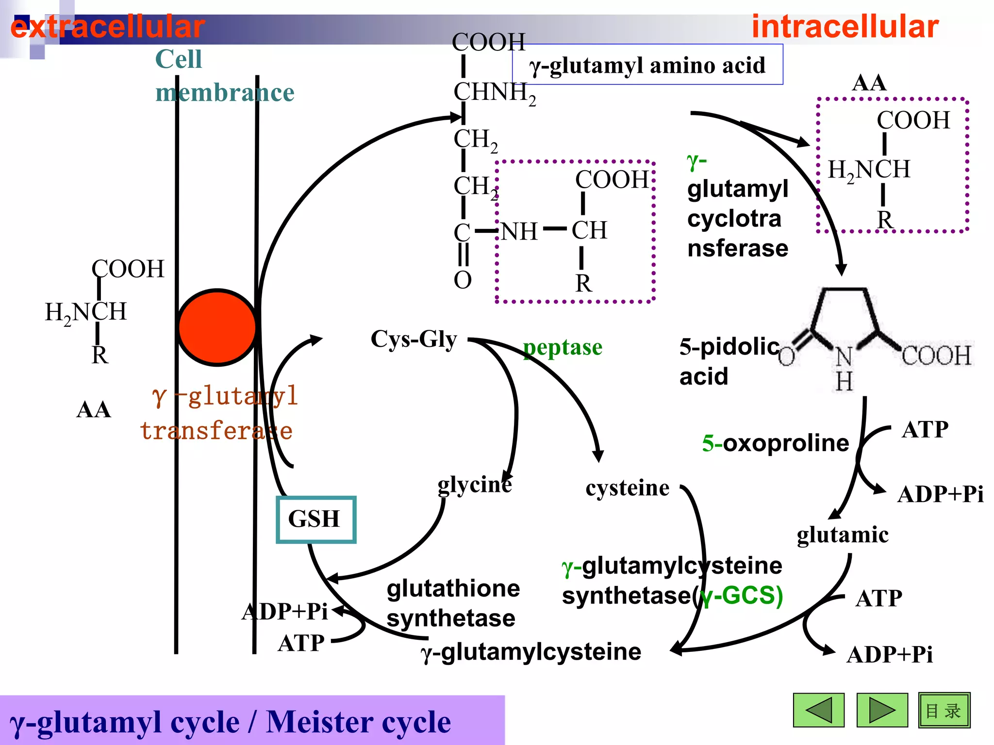 Amino Acid Metabolism.ppt