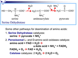 Amino Acid Metabolism.ppt