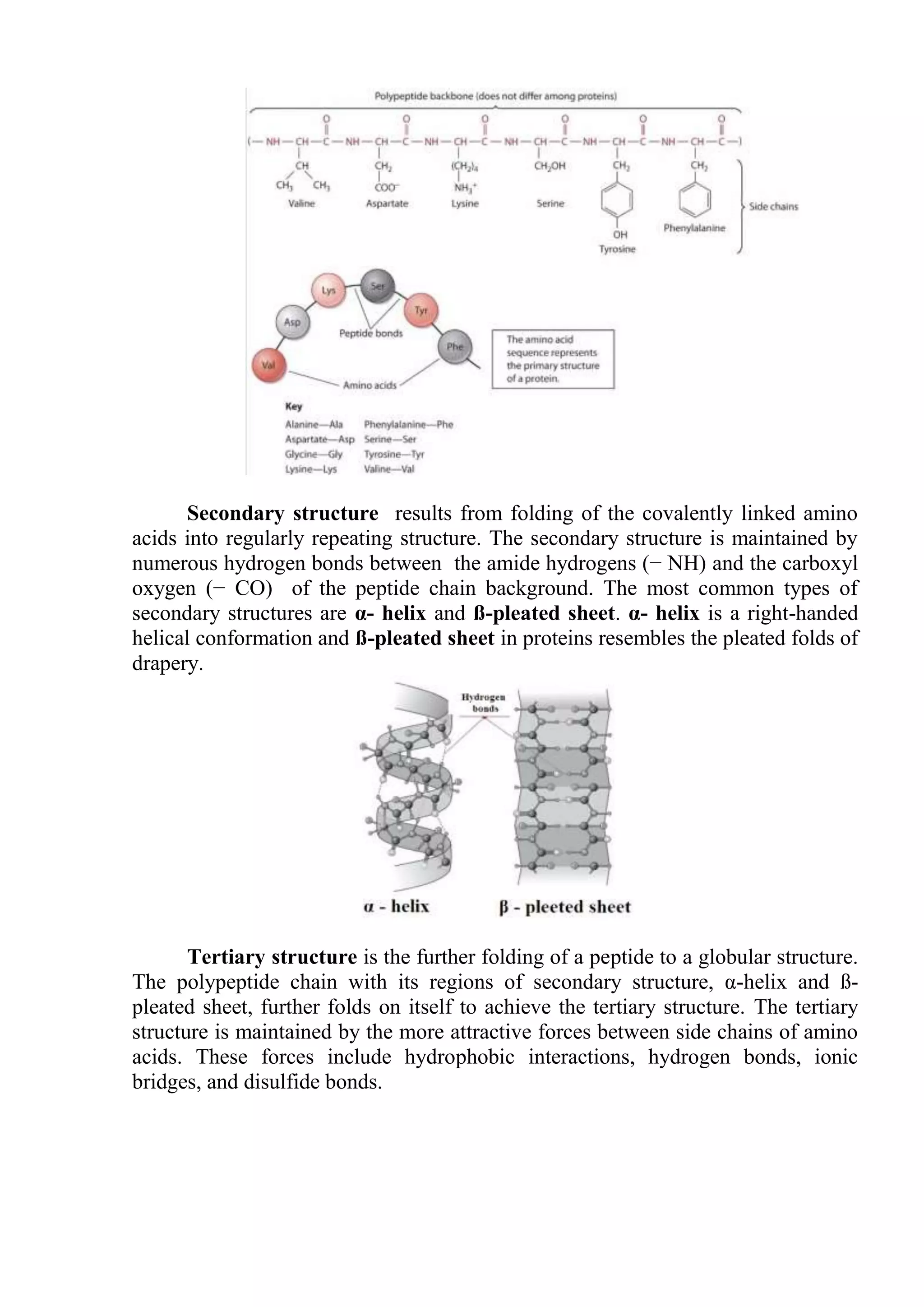 Lecture 1. Proteins.-1.doc