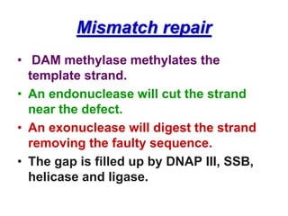 Lecture 2. DNA Repair- Genetic code and mutation.ppt
