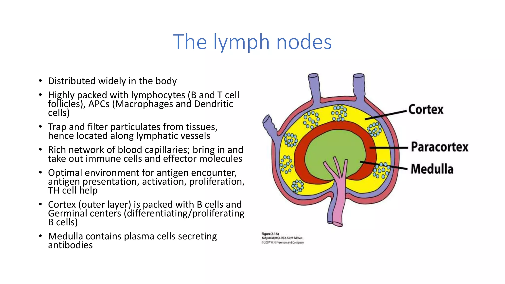 Lecture 2. The lymphoid organs.ppt