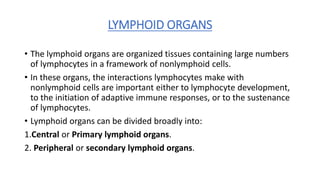 Lecture 2. The lymphoid organs.ppt