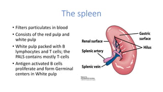 Lecture 2. The lymphoid organs.ppt