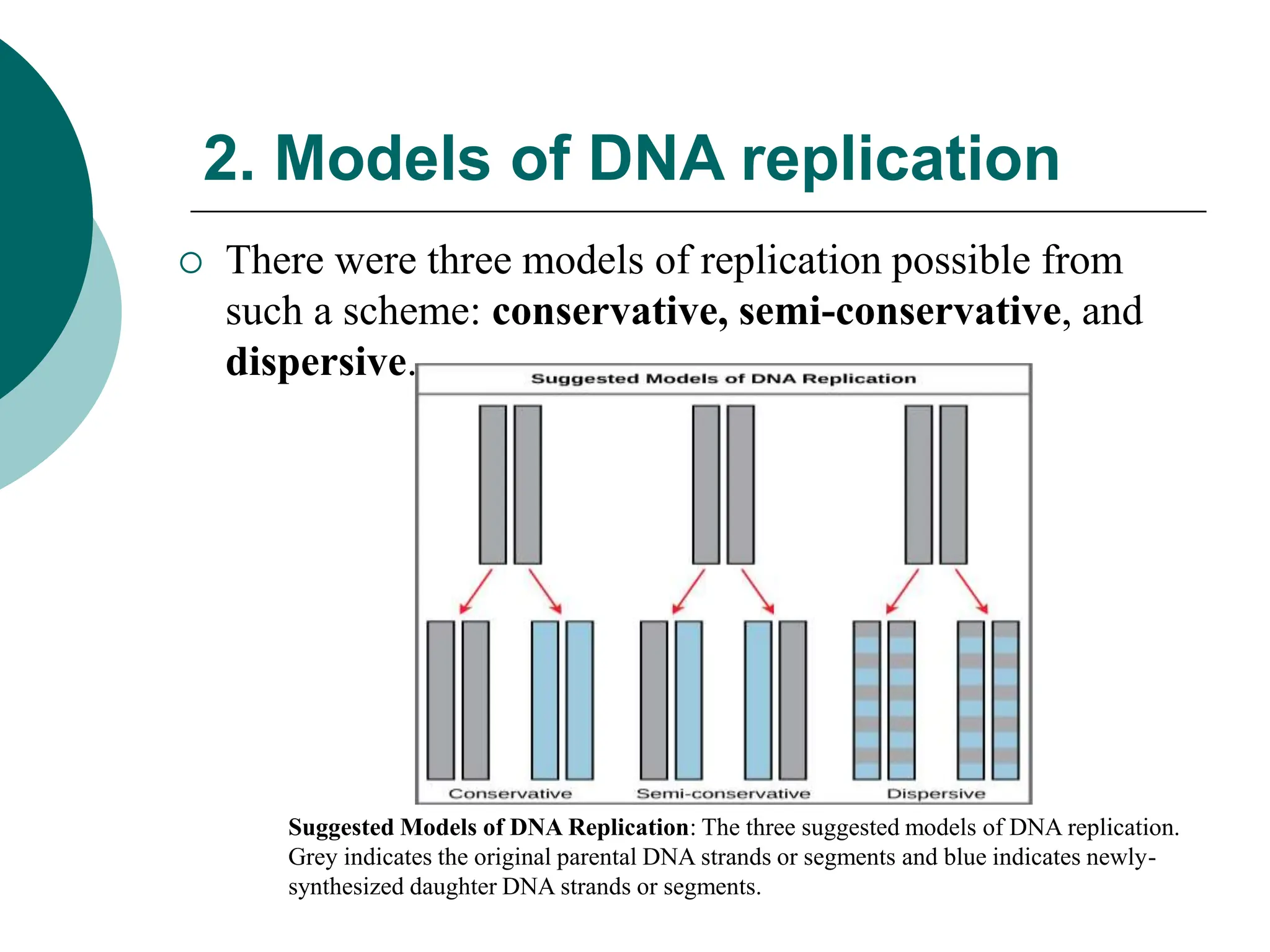 DNA structure and replication with the enzymes involved in repication. | PPTX