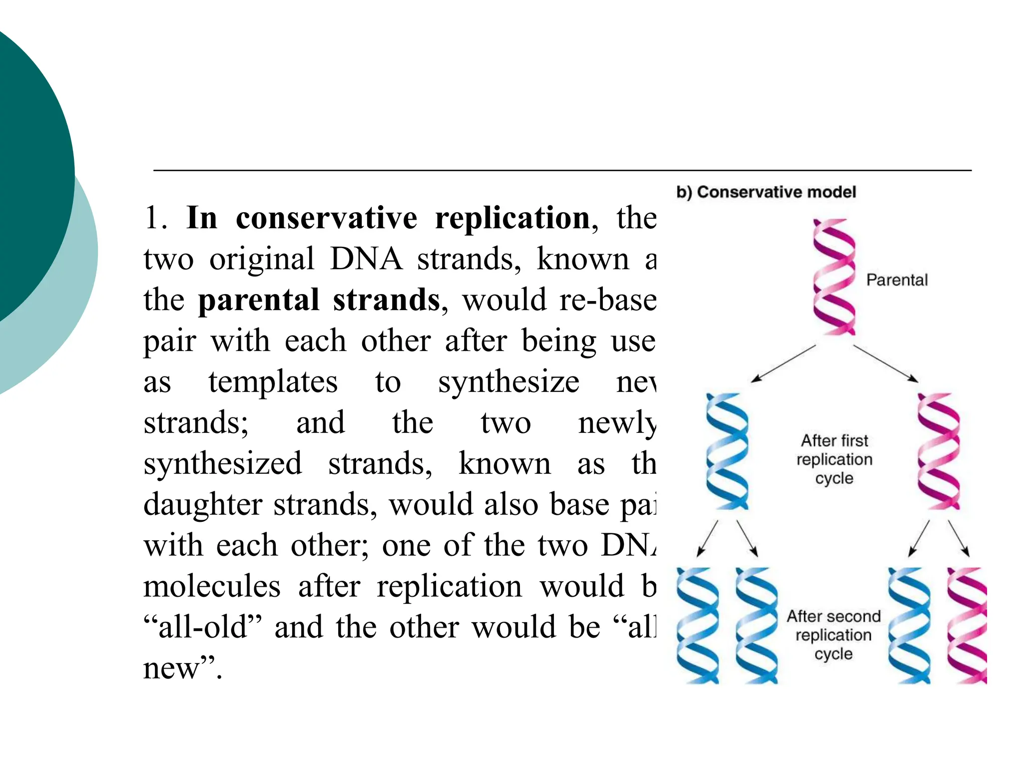 DNA structure and replication with the enzymes involved in repication ...