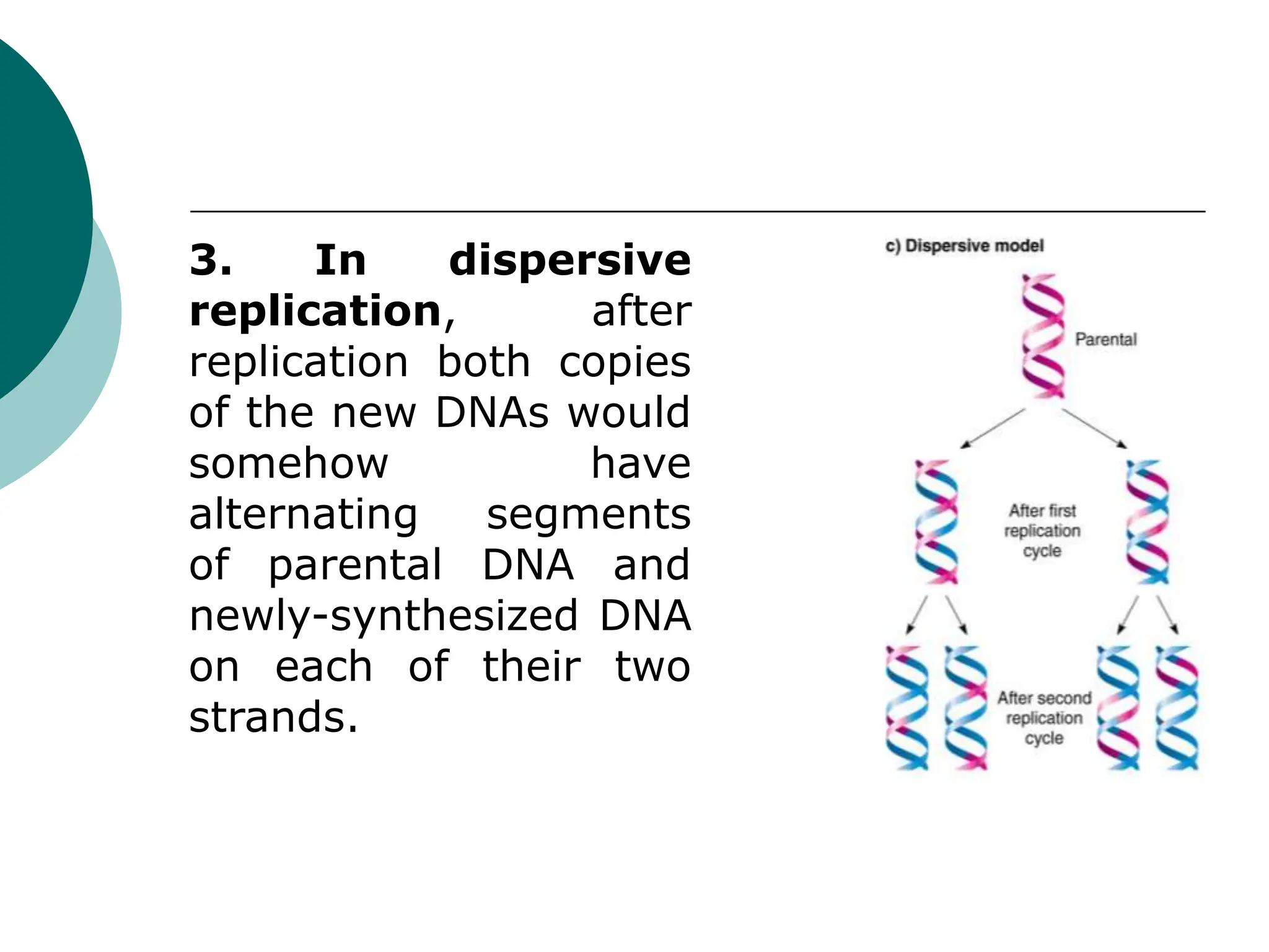 DNA structure and replication with the enzymes involved in repication ...