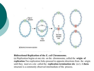 DNA structure and replication with the enzymes involved in repication ...