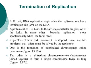 DNA structure and replication with the enzymes involved in repication ...