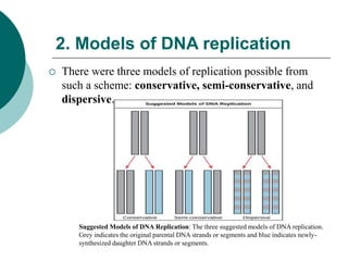 DNA structure and replication with the enzymes involved in repication ...