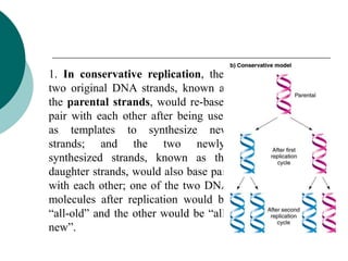 DNA structure and replication with the enzymes involved in repication ...