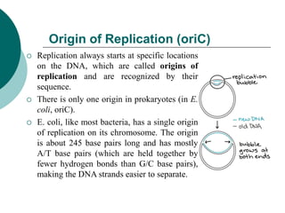DNA structure and replication with the enzymes involved in repication ...