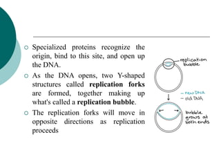 DNA structure and replication with the enzymes involved in repication ...