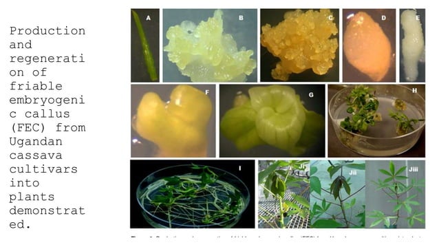 Lecture ppt botony plant intro meaning | PPT