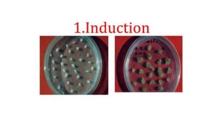 Lecture ppt botony plant intro meaning | PPT