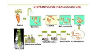 Lecture ppt botony plant intro meaning | PPT