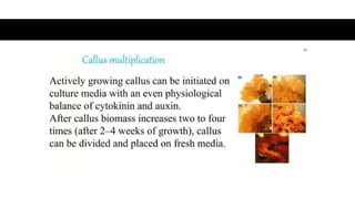 Lecture ppt botony plant intro meaning | PPT