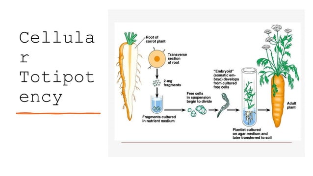 Lecture ppt botony plant intro meaning | PPT