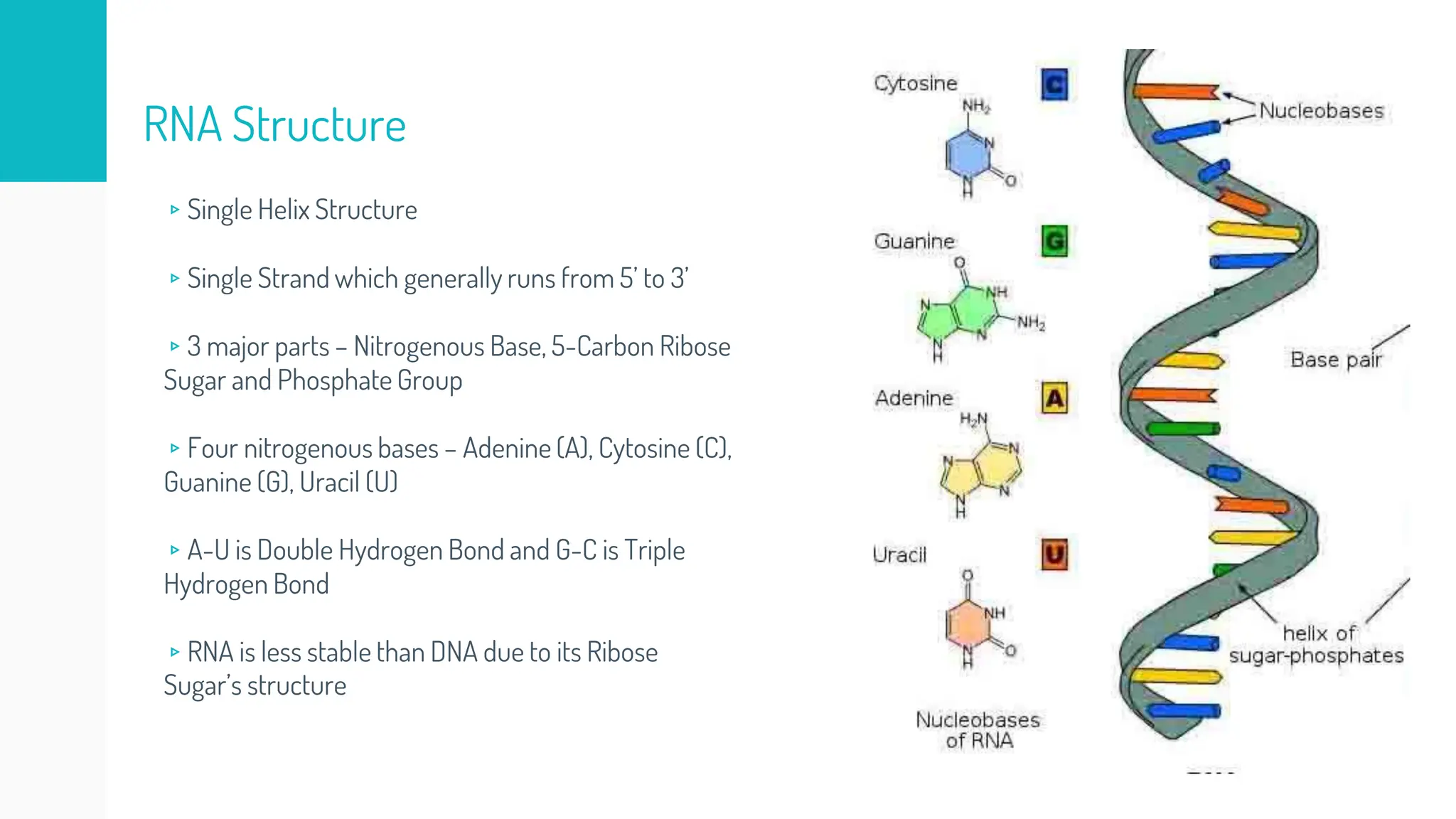 Lecture 2.2 Molecular and Cellular Biology (DNA Replication).pptx