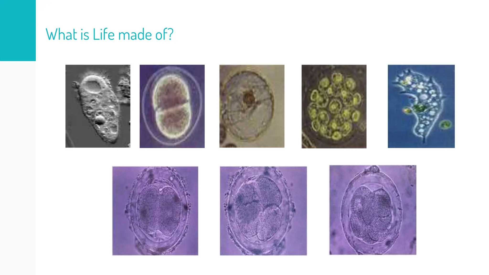 Lecture 2.2 Molecular and Cellular Biology (DNA Replication).pptx