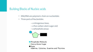 Lecture 2.2 Molecular and Cellular Biology (DNA Replication).pptx