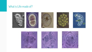 Lecture 2.2 Molecular and Cellular Biology (DNA Replication).pptx