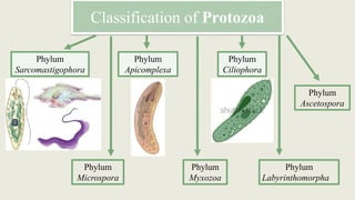 Presentation on protozoa biology topic mbbs | PPT