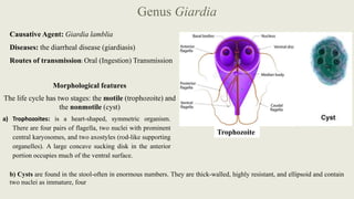 Presentation on protozoa biology topic mbbs | PPTX