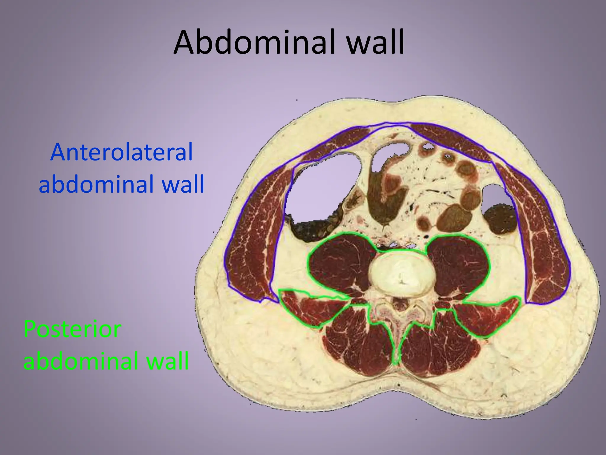 lecture 2.pptx on abdomen internal external | PPT