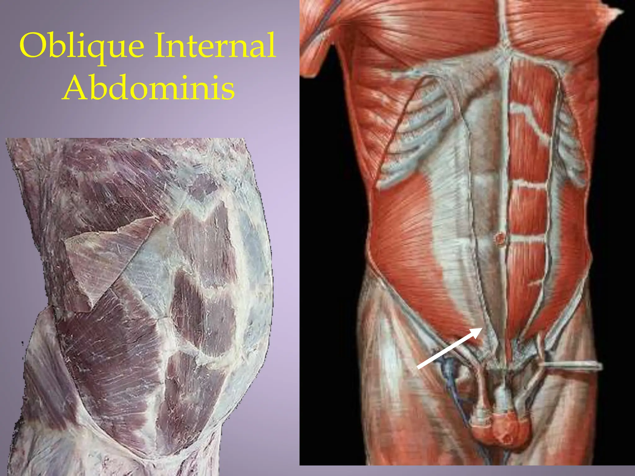 lecture 2.pptx on abdomen internal external | PPT