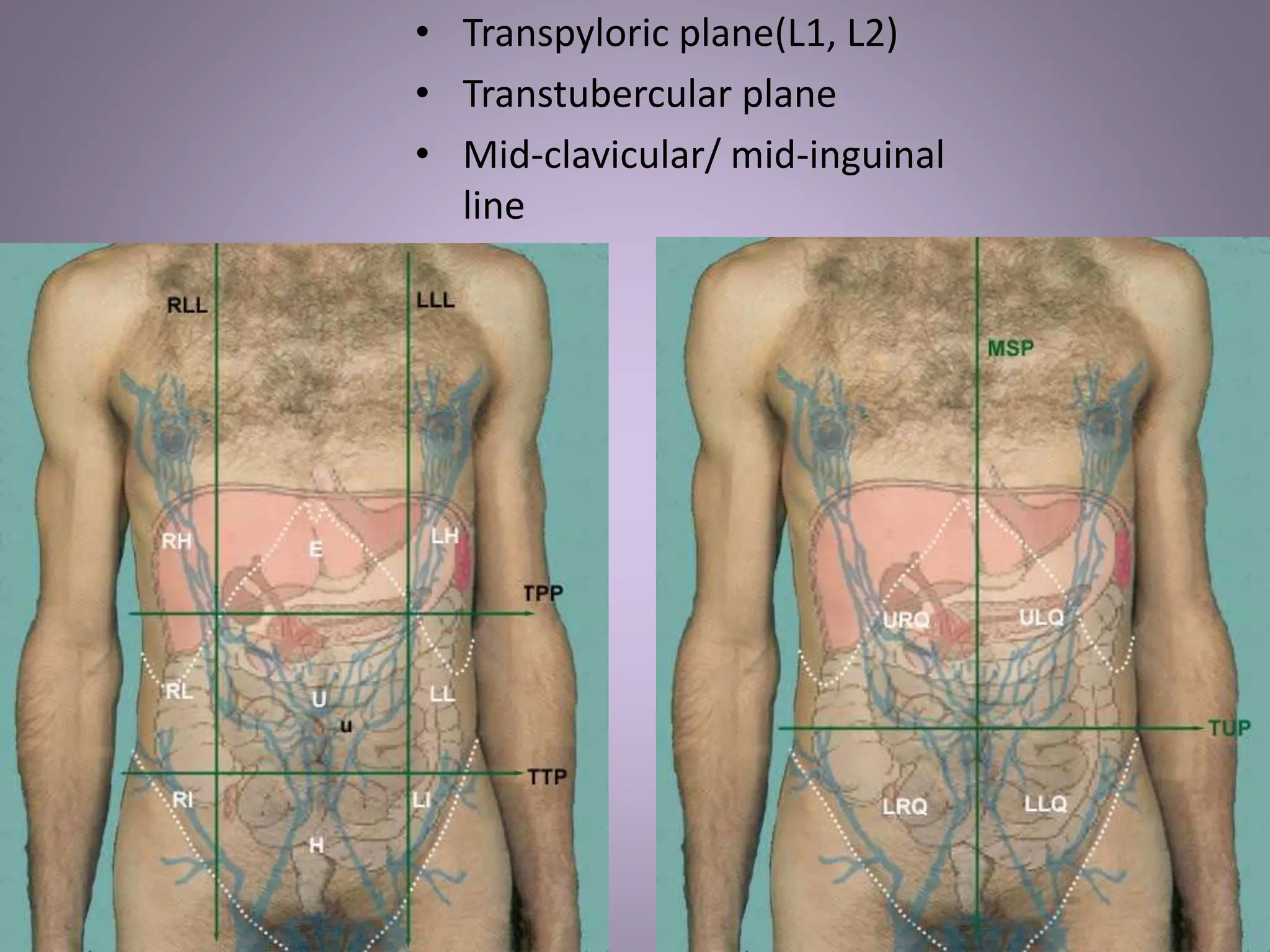 lecture 2.pptx on abdomen internal external | PPT